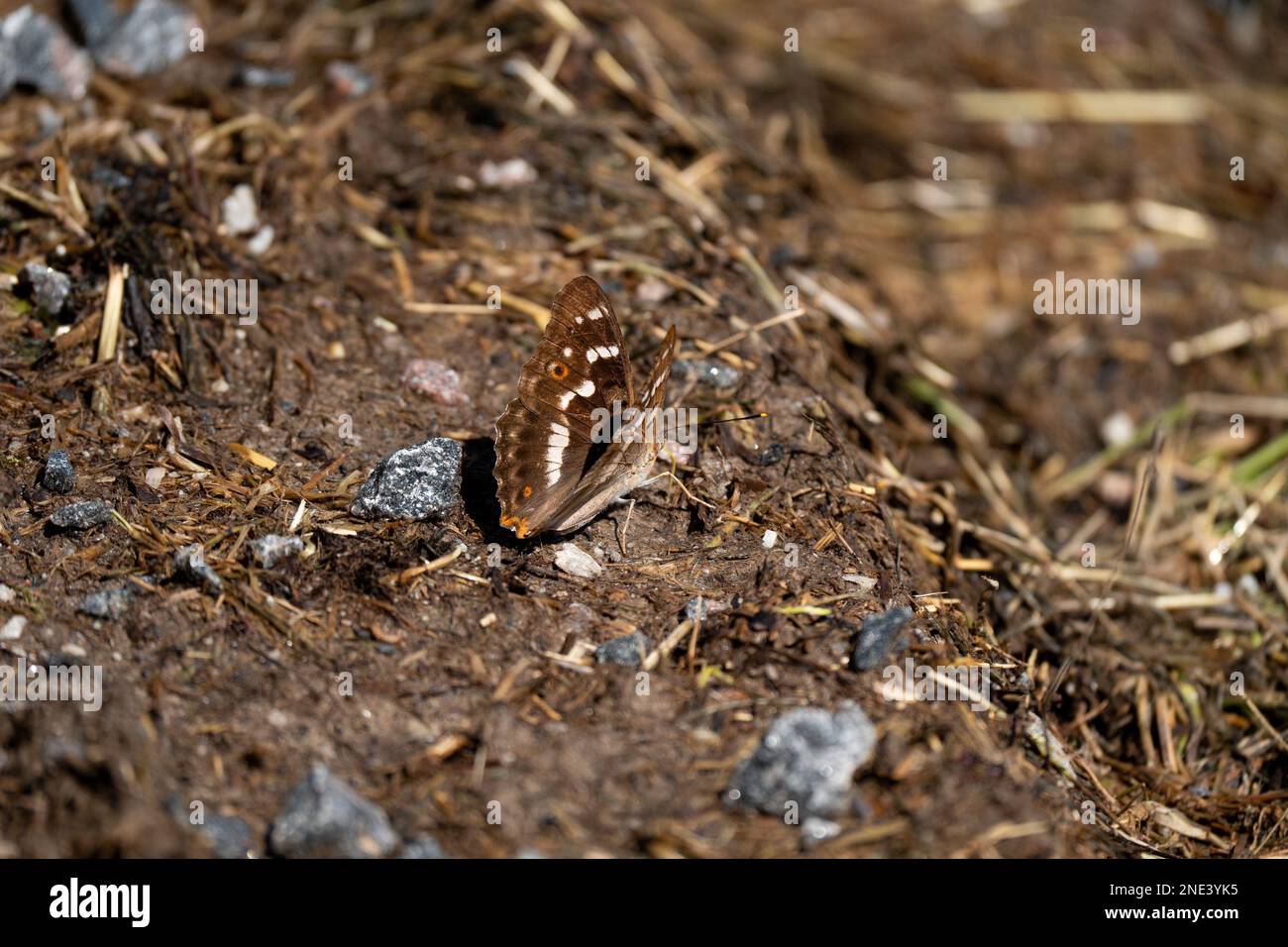 Butterfly and soil hi-res stock photography and images - Alamy