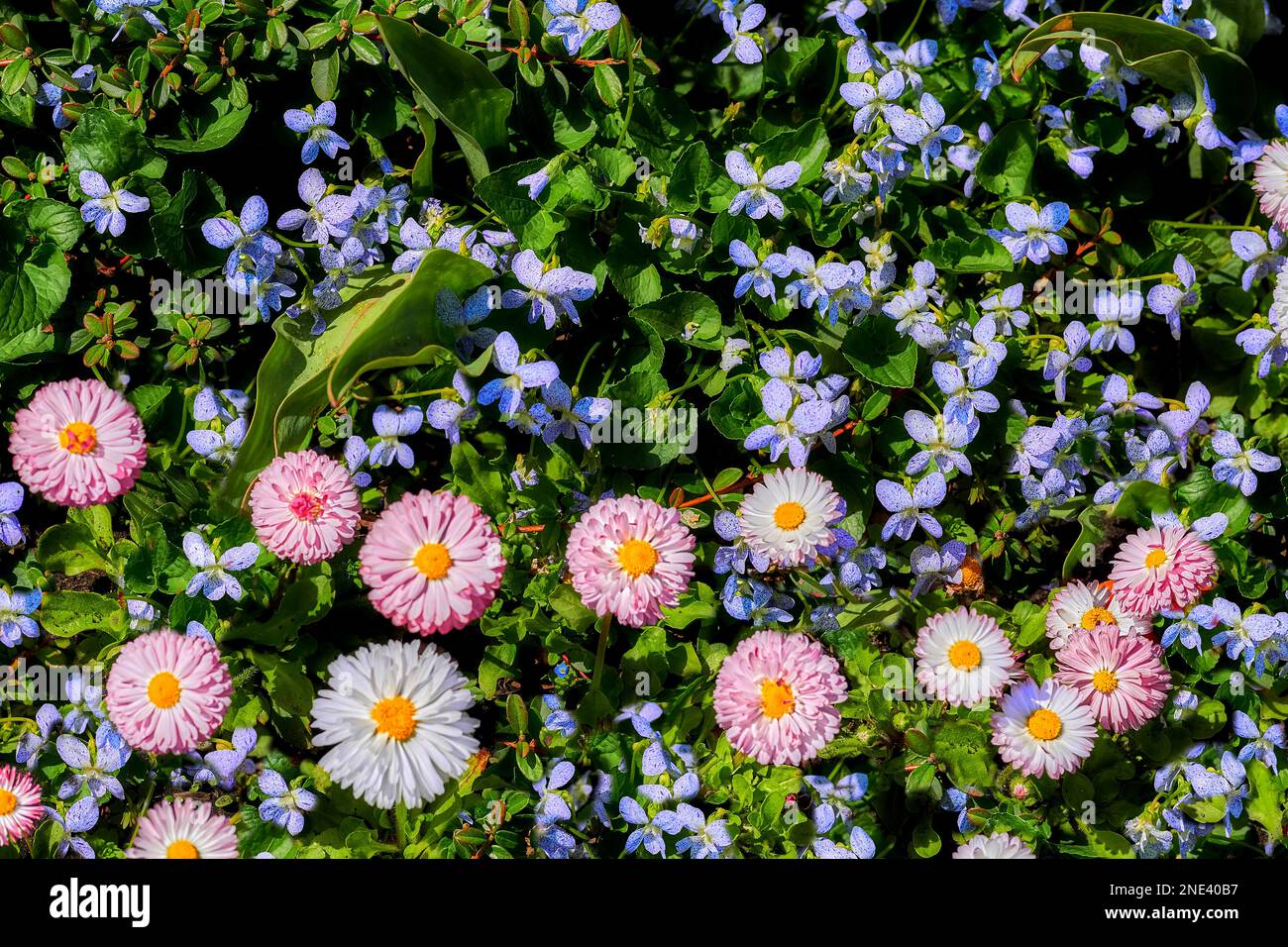 Daisies forget me not flowers hi-res stock photography and images - Alamy