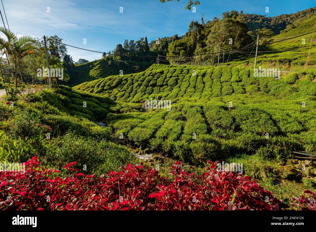 Enjoy stunning aerial view of Malaysian Cameron Highlands tea fields ...