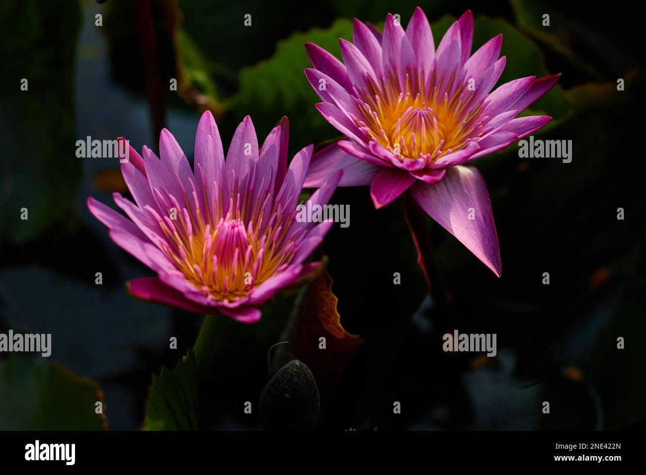 Water lily lilly lilies aquatic plant water pink botany hi-res stock ...