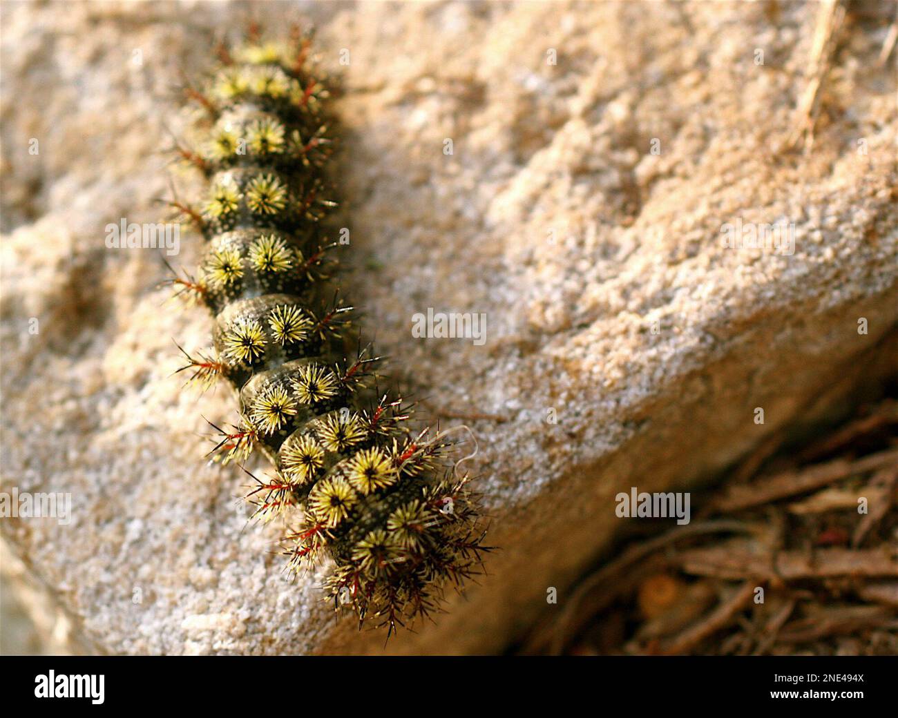 FILE - Caterpillars have voracious appetites and none more than this ...