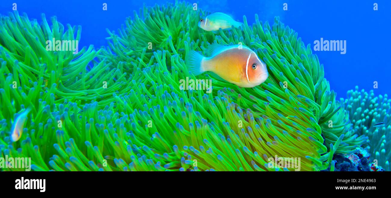 Pink Skunk Clownfish, Pink Anemonefish, Amphiprion perideraion ...