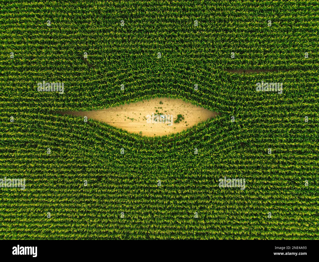 An Abstract Corn Field Stock Photo - Alamy