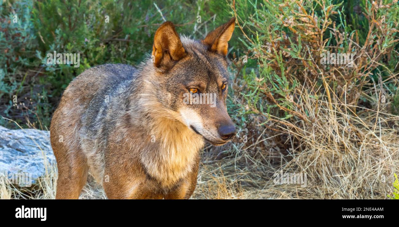 Iberian Wolf, Grey Wolf, Canis lupus signatus, Zamora, Castile and León ...
