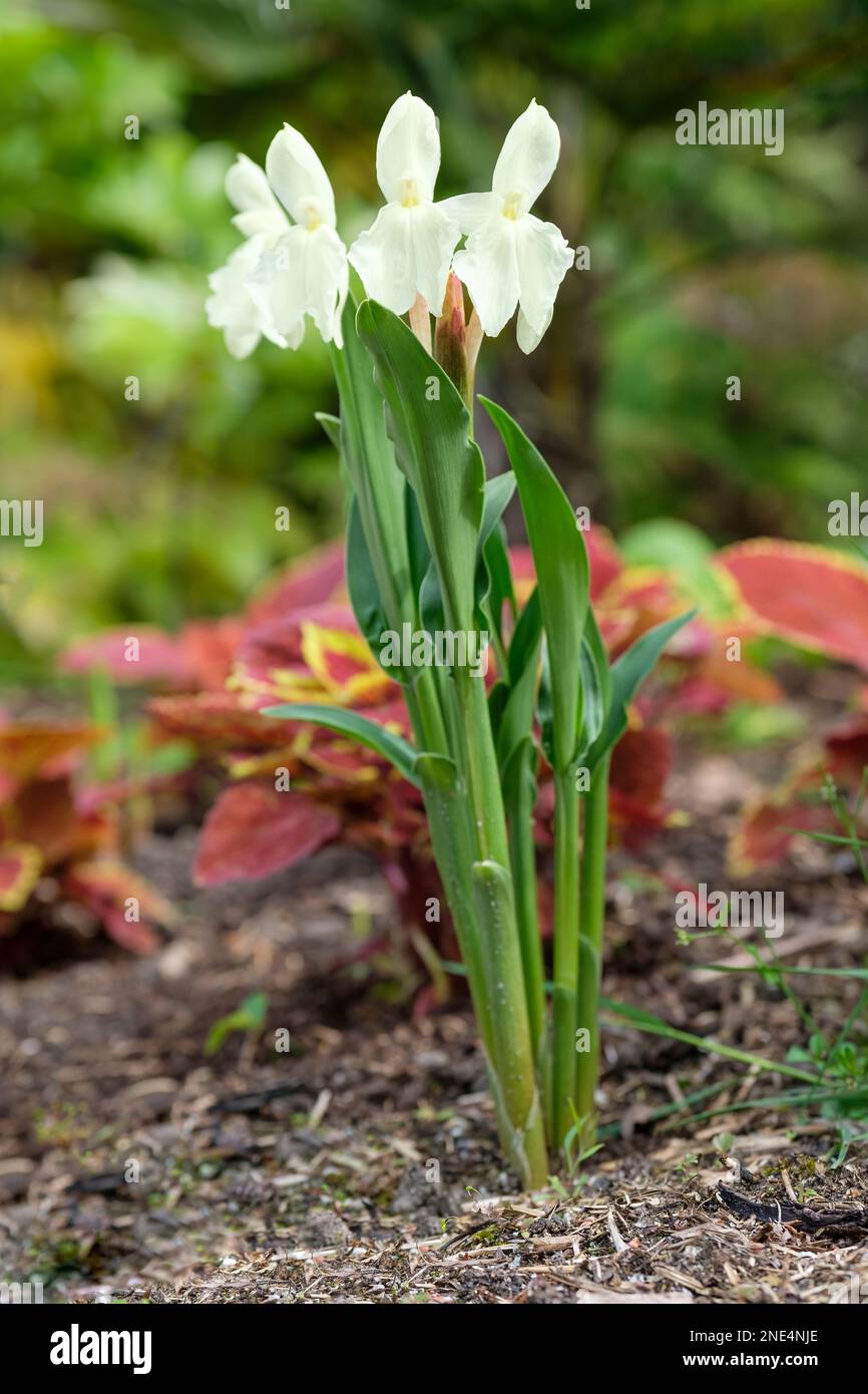 Roscoea Kew Beauty, roscoea Kew Beauty, perennial with terminal ...