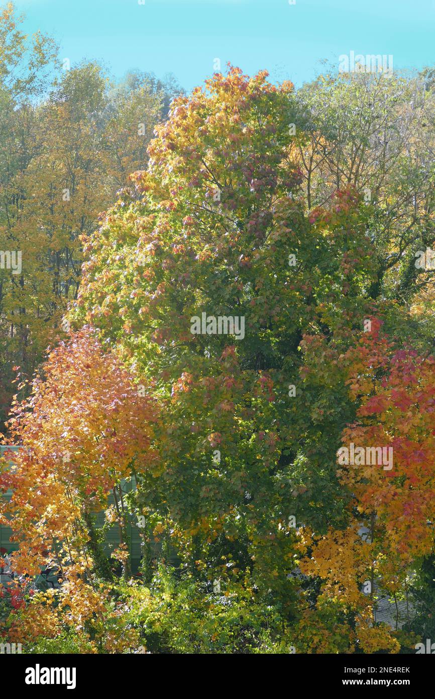 many trees in bright indian summer colors Stock Photo - Alamy