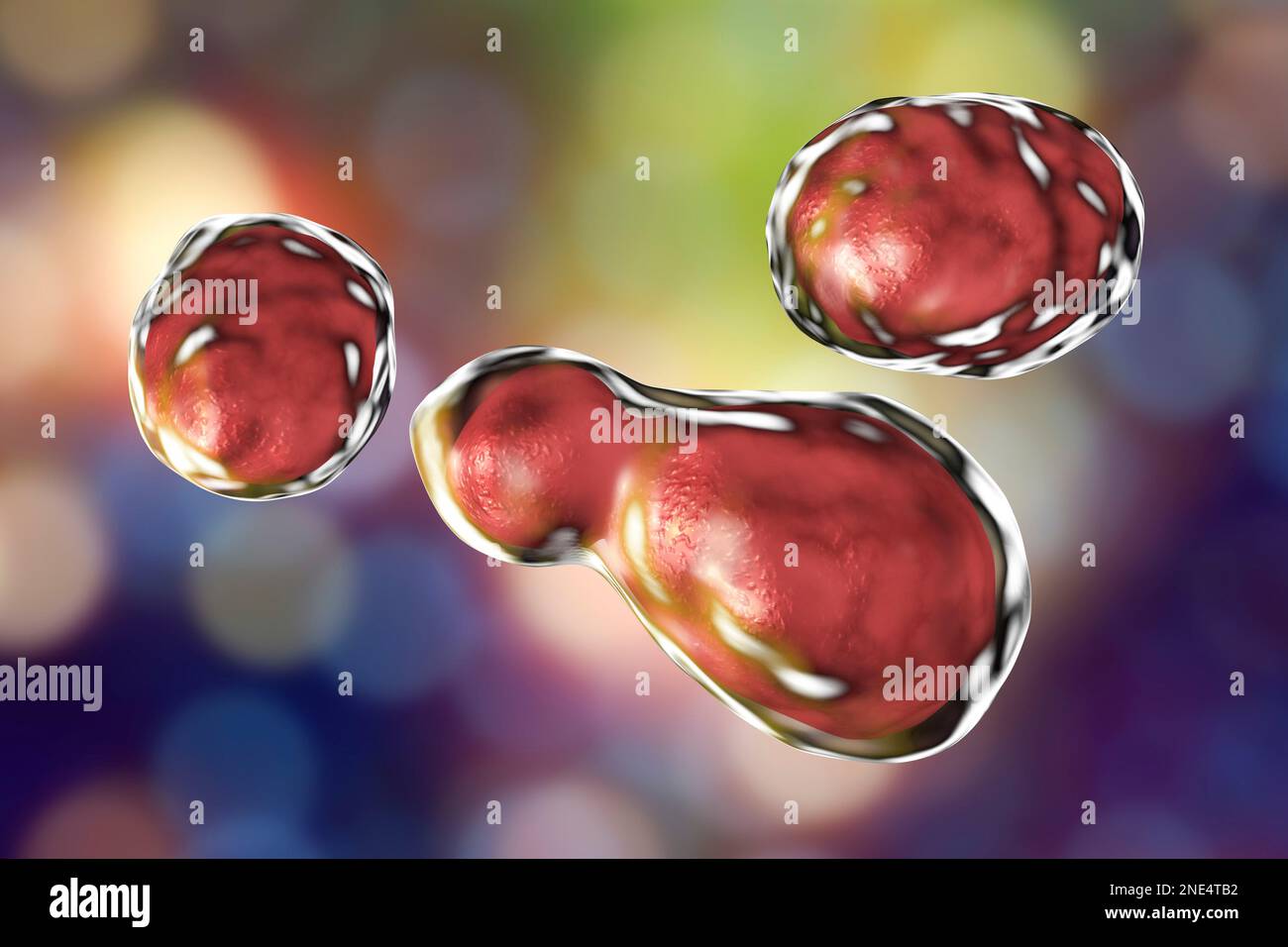 Cryptococcus neoformans fungus hi-res stock photography and images - Alamy