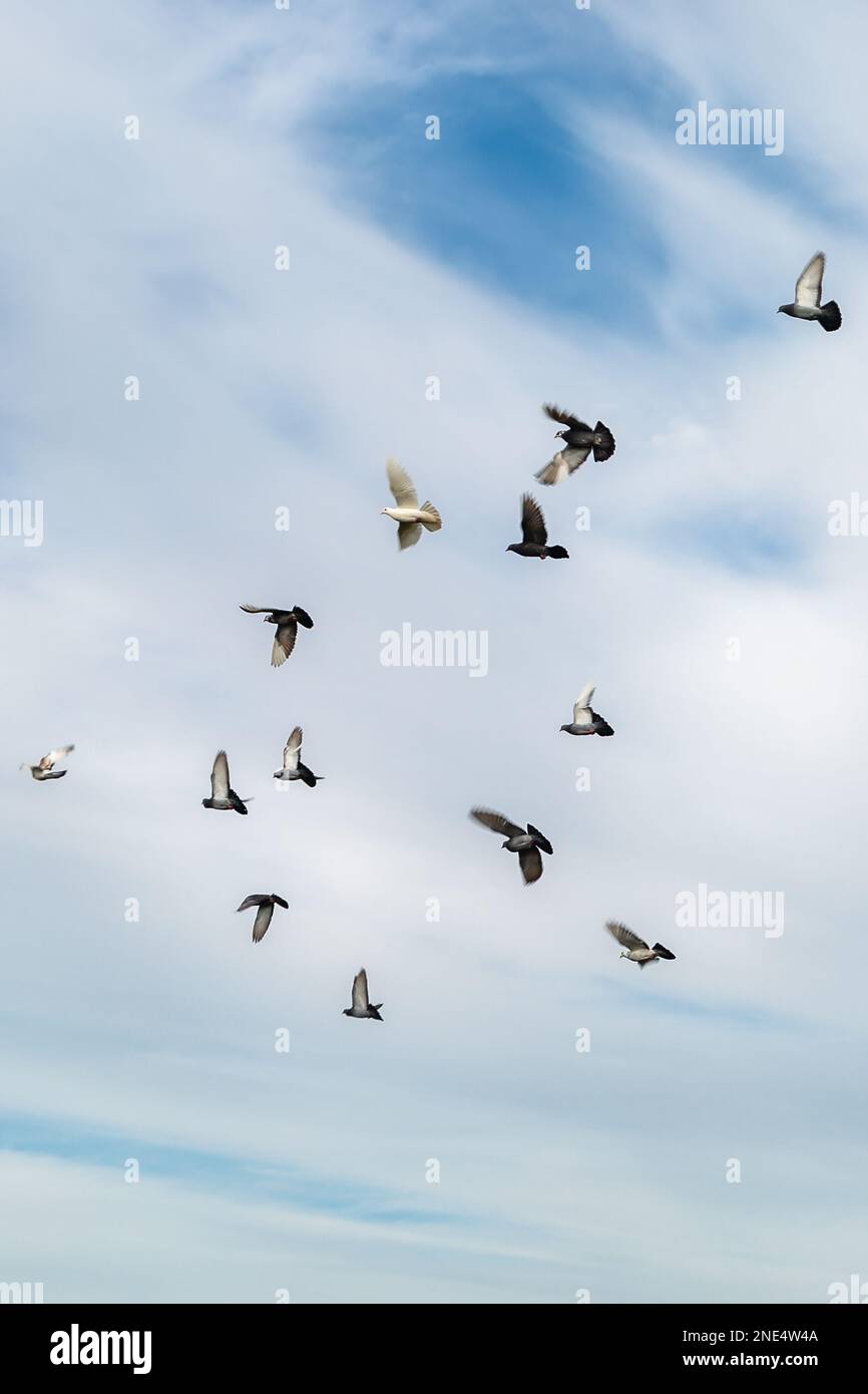 A flock of pigeons in flight Stock Photo - Alamy