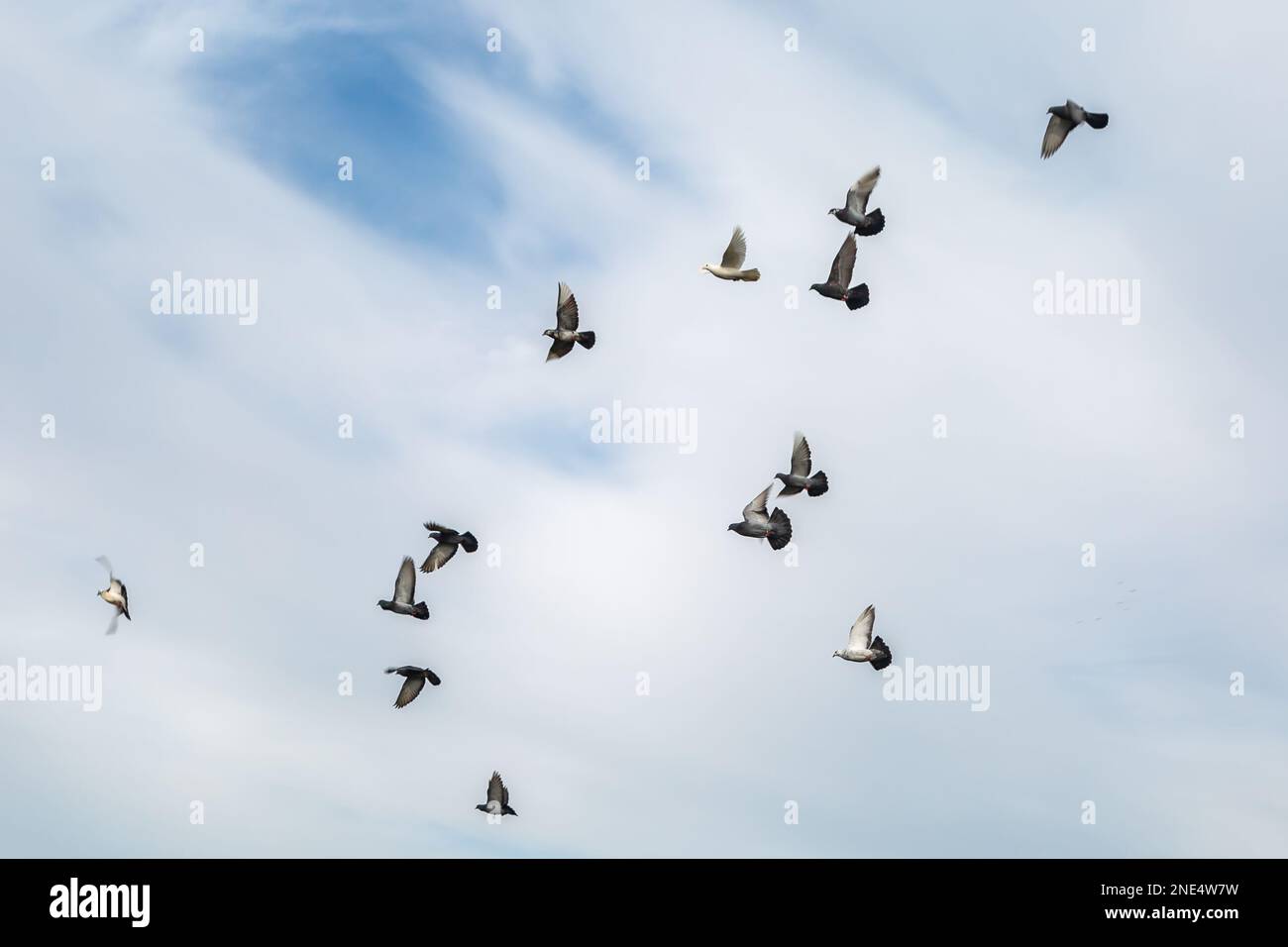 A flock of pigeons in flight Stock Photo - Alamy