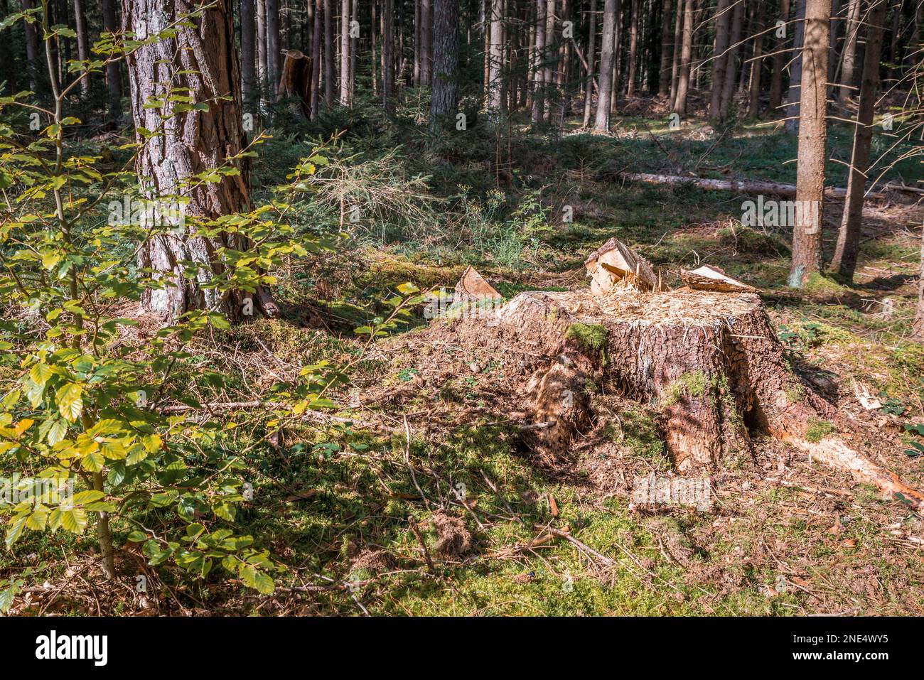 Close up of sawed off trunk of pine tree in forest with sawdust On ...
