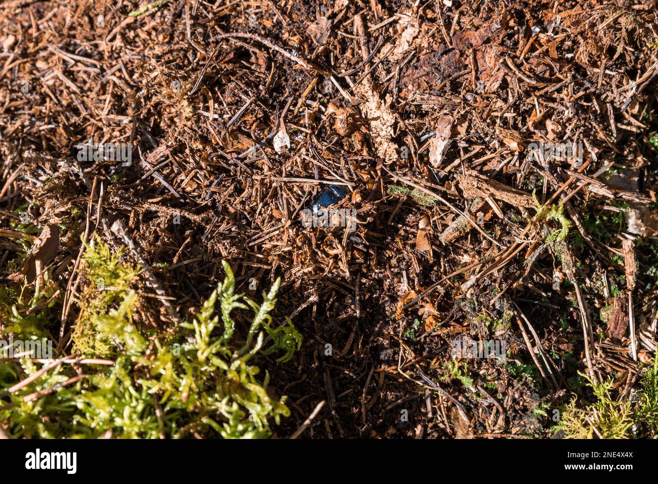 Blue purple shiny large ground beetle with long legs and antennae ...
