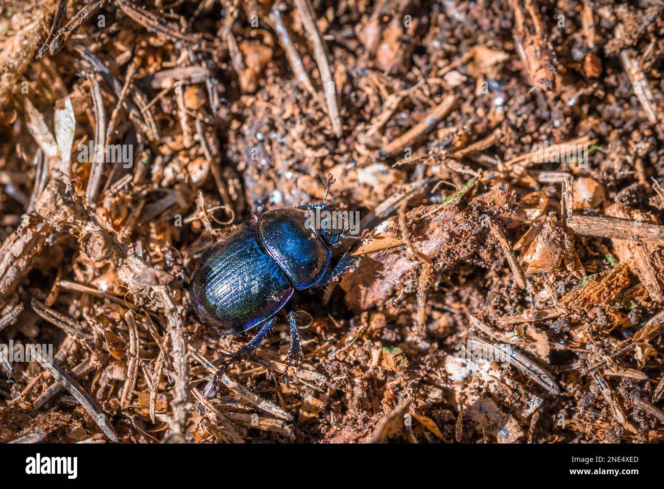 Blue purple shiny large ground beetle with long legs and antennae ...