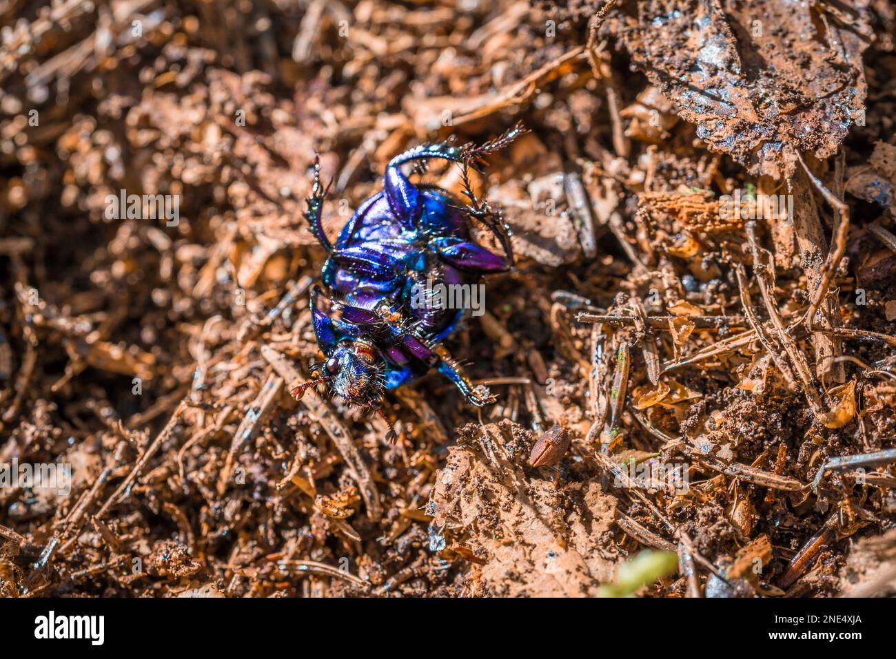 Blue purple shiny large ground beetle with long legs and antennae ...