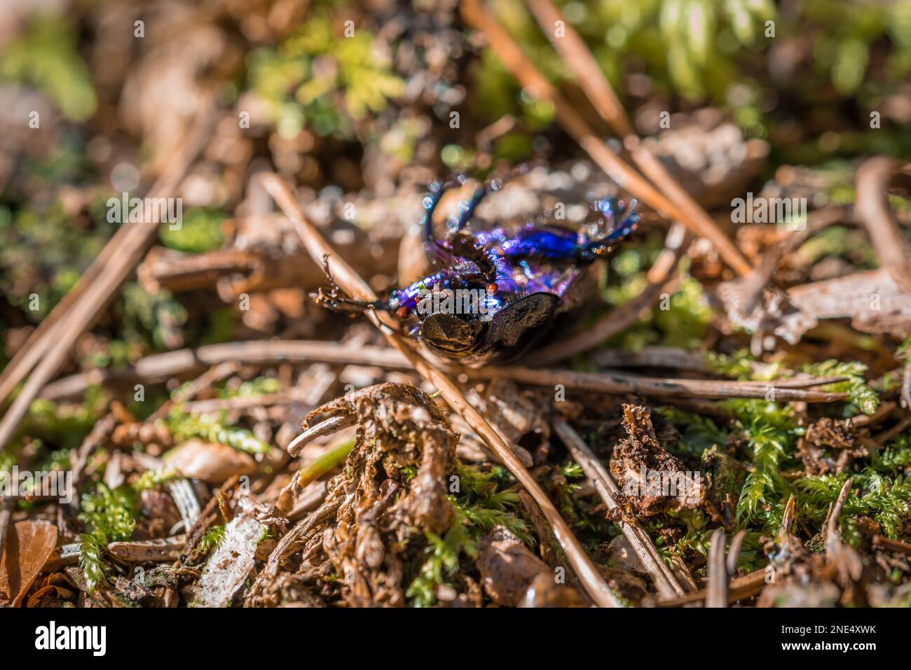 Blue purple shiny large ground beetle with long legs and antennae ...