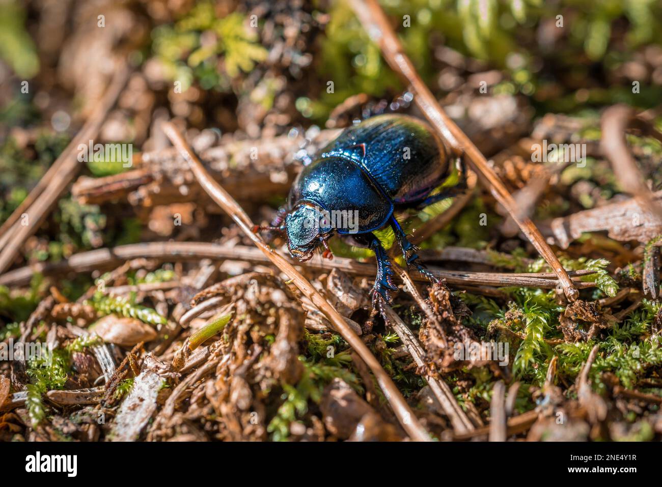 Blue purple shiny large ground beetle with long legs and antennae ...