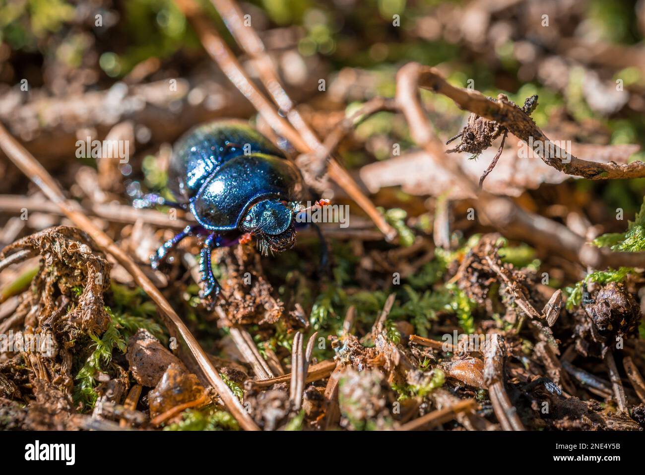 Blue purple shiny large ground beetle with long legs and antennae ...