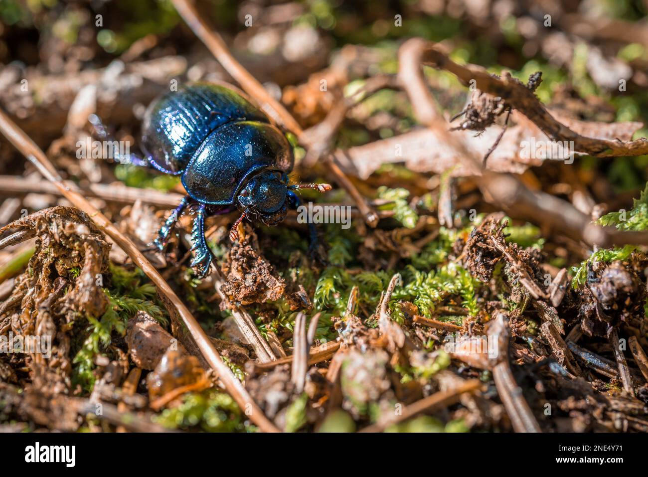 Blue purple shiny large ground beetle with long legs and antennae ...