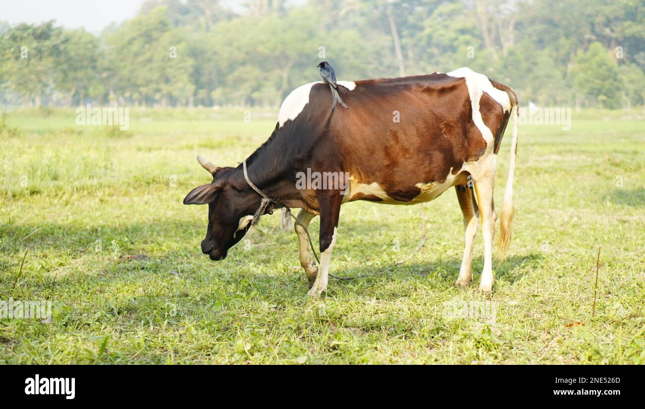 When cows and birds are each other's friends Stock Photo - Alamy