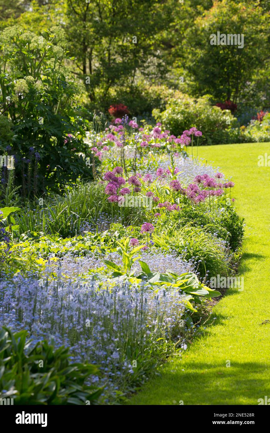 Cottage Garden Flower border with Allium and Forget Me Nots Stock Photo ...
