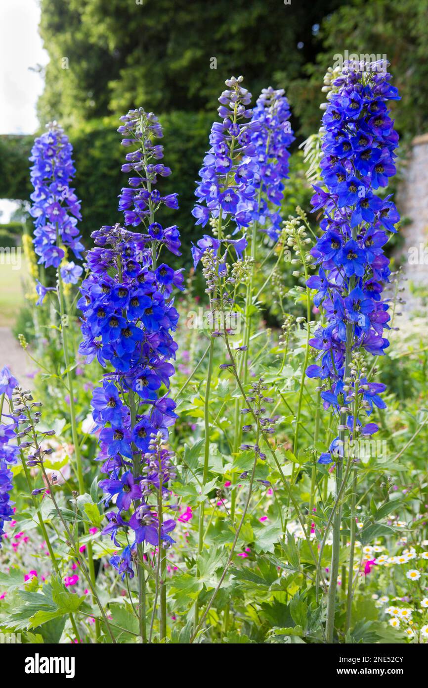 Cottage Garden Flowerbed with Delphiniums Stock Photo - Alamy
