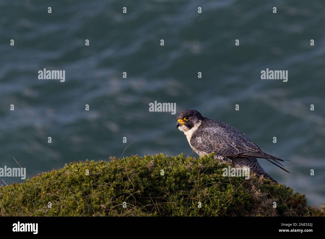 Peregrine falcon hunting hi-res stock photography and images - Alamy