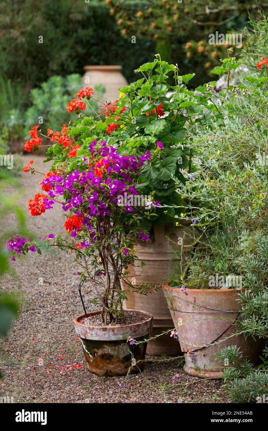 Geraniums garden border hi-res stock photography and images - Alamy