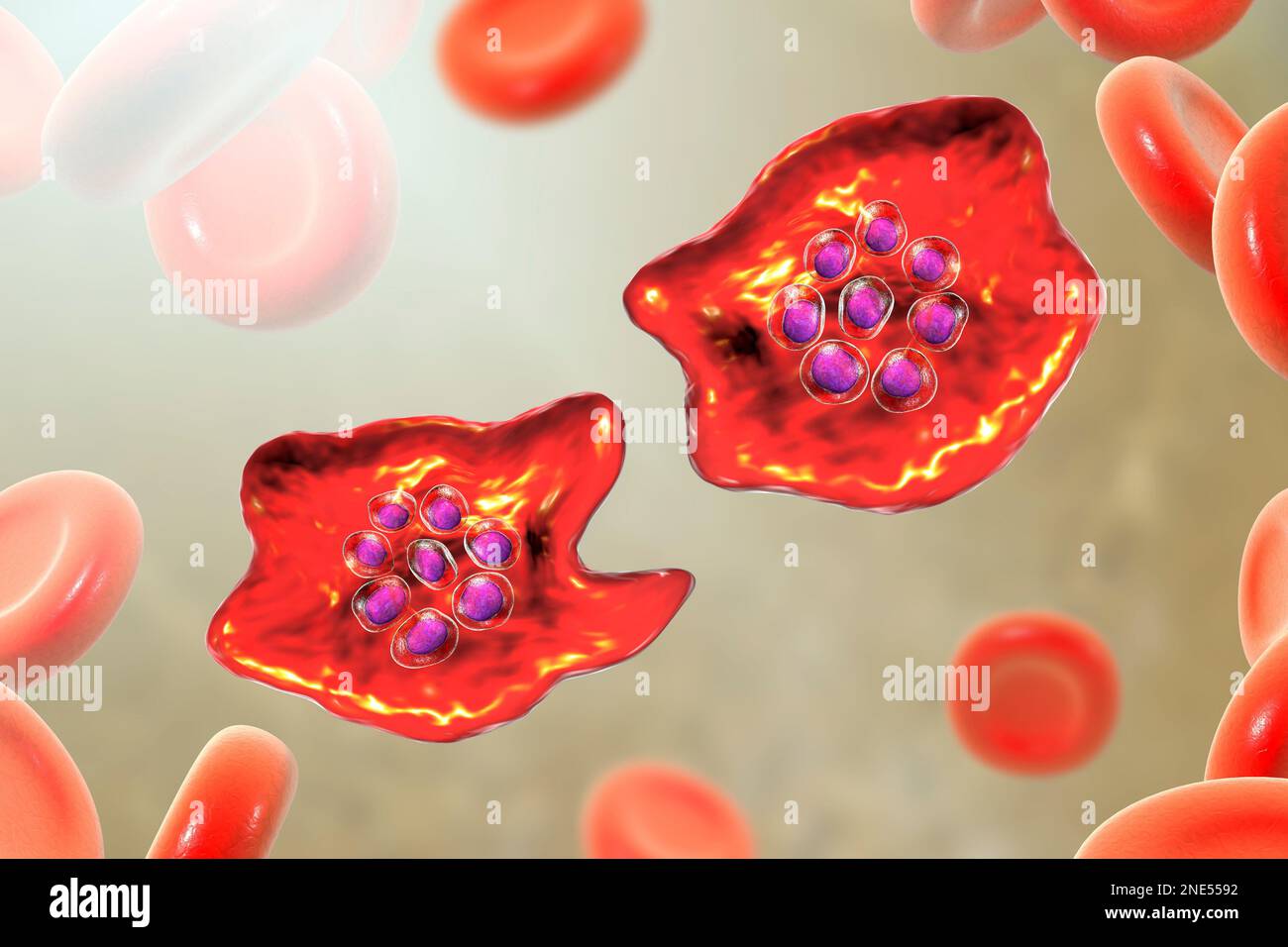 Anopheline mosquito hi-res stock photography and images - Alamy