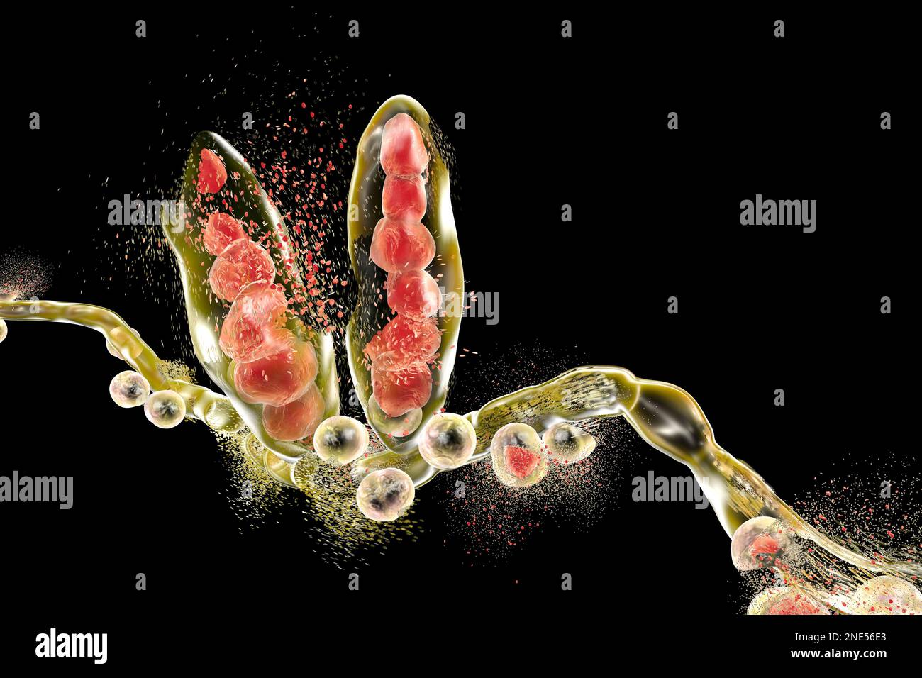 Trichophyton mentagrophytes hi-res stock photography and images - Alamy