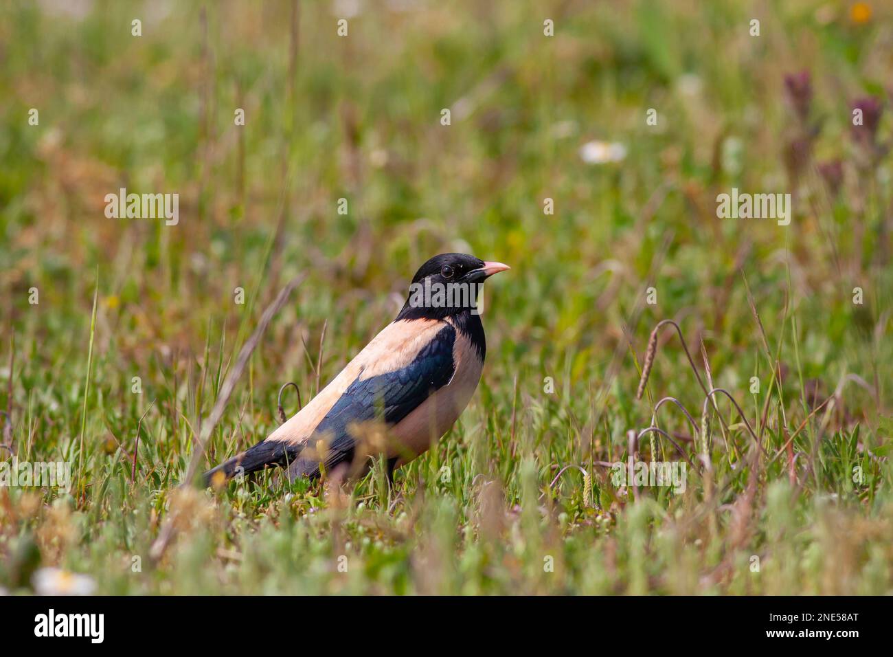 bird on the grass, Rosy Starling, Pastor roseus Stock Photo - Alamy