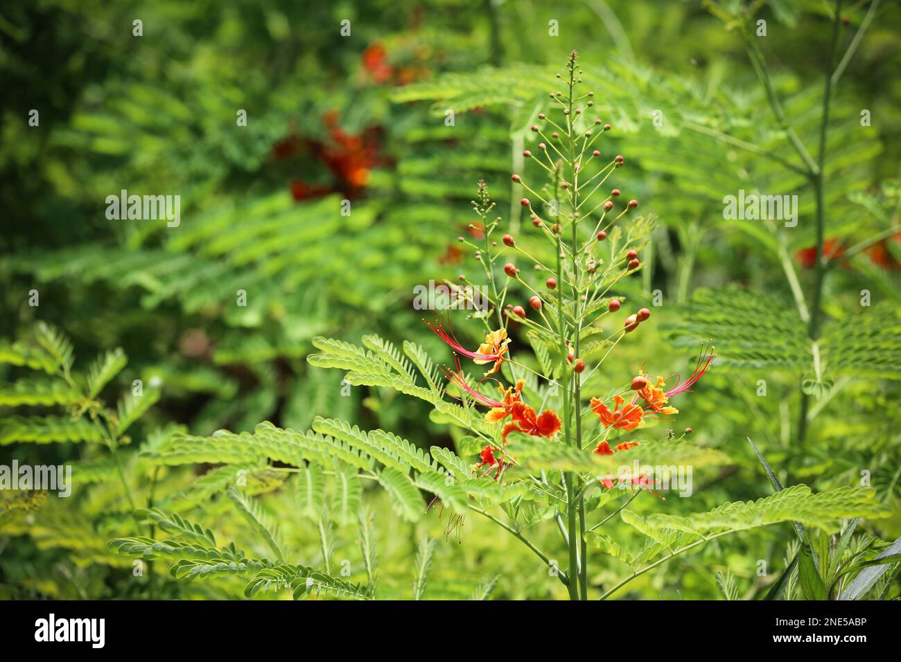 Peacock flower tree hi-res stock photography and images - Alamy