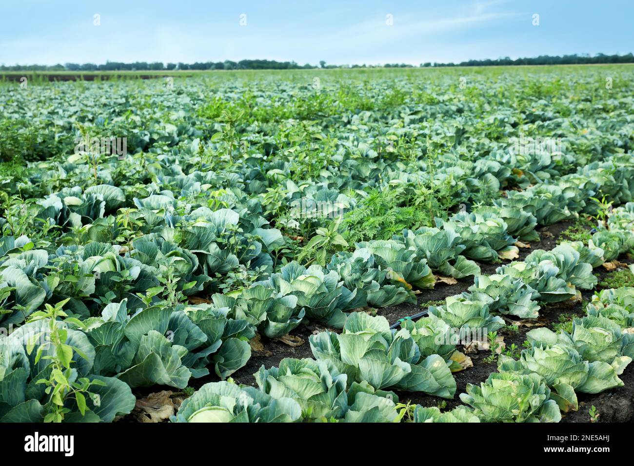 Many green cabbages growing in field. Industrial agriculture Stock ...