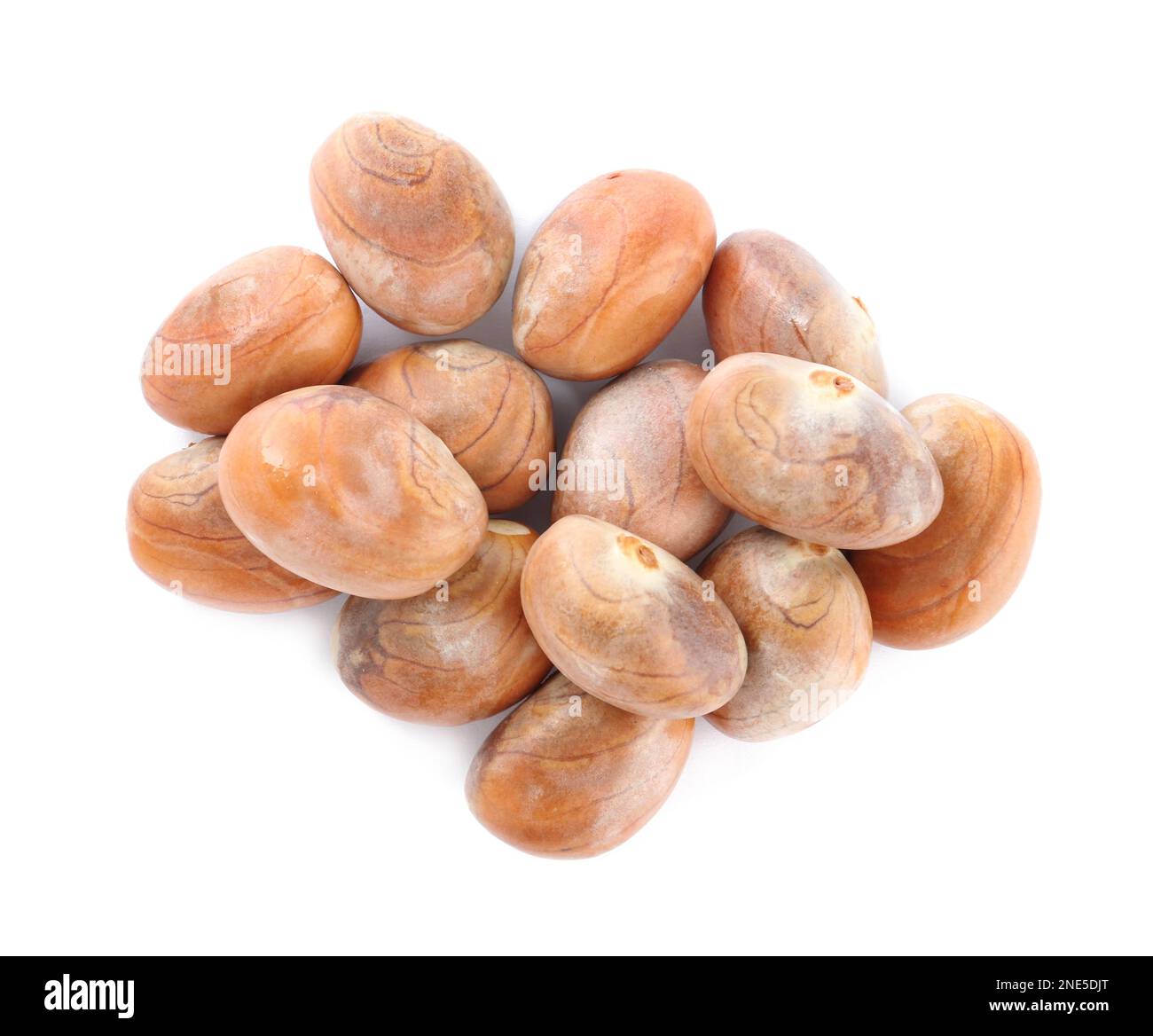 Fresh raw jackfruit seeds on white background, top view Stock Photo - Alamy