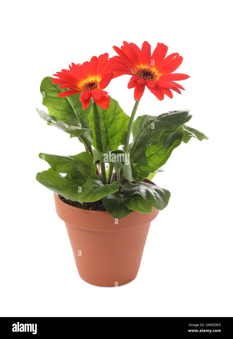 Beautiful blooming gerbera flower in pot on white background Stock ...