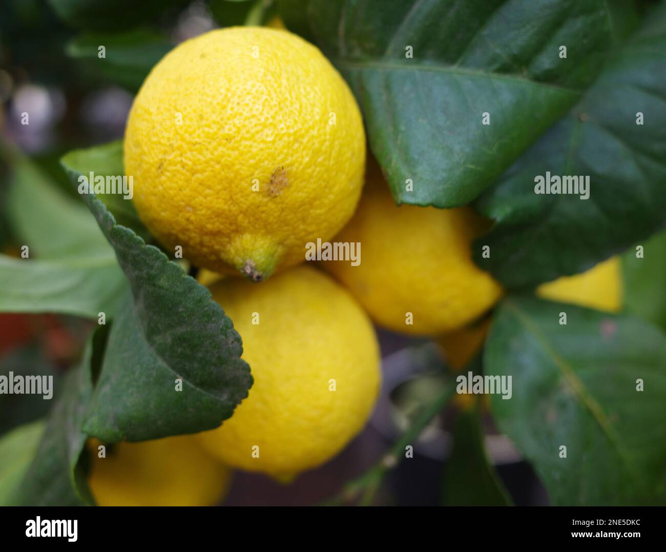 Small lemon tree in a garden center with yellow fruits Stock Photo - Alamy