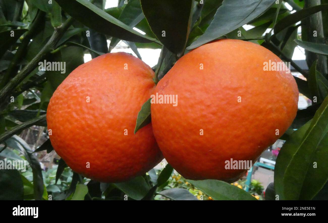Small mandarin tree in a garden center with orange fruits Stock Photo ...
