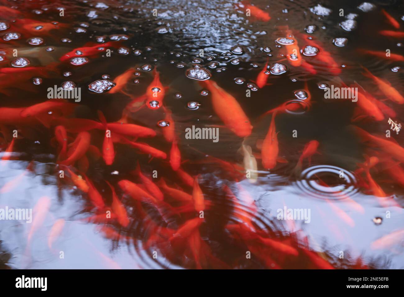 Many beautiful golden fishes swimming in pond Stock Photo - Alamy