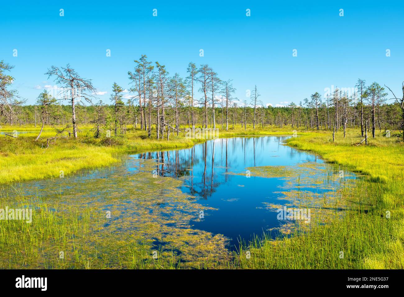 Natural landscape of Viru Bog (Viru raba) with marsh lakes. Lahemaa ...