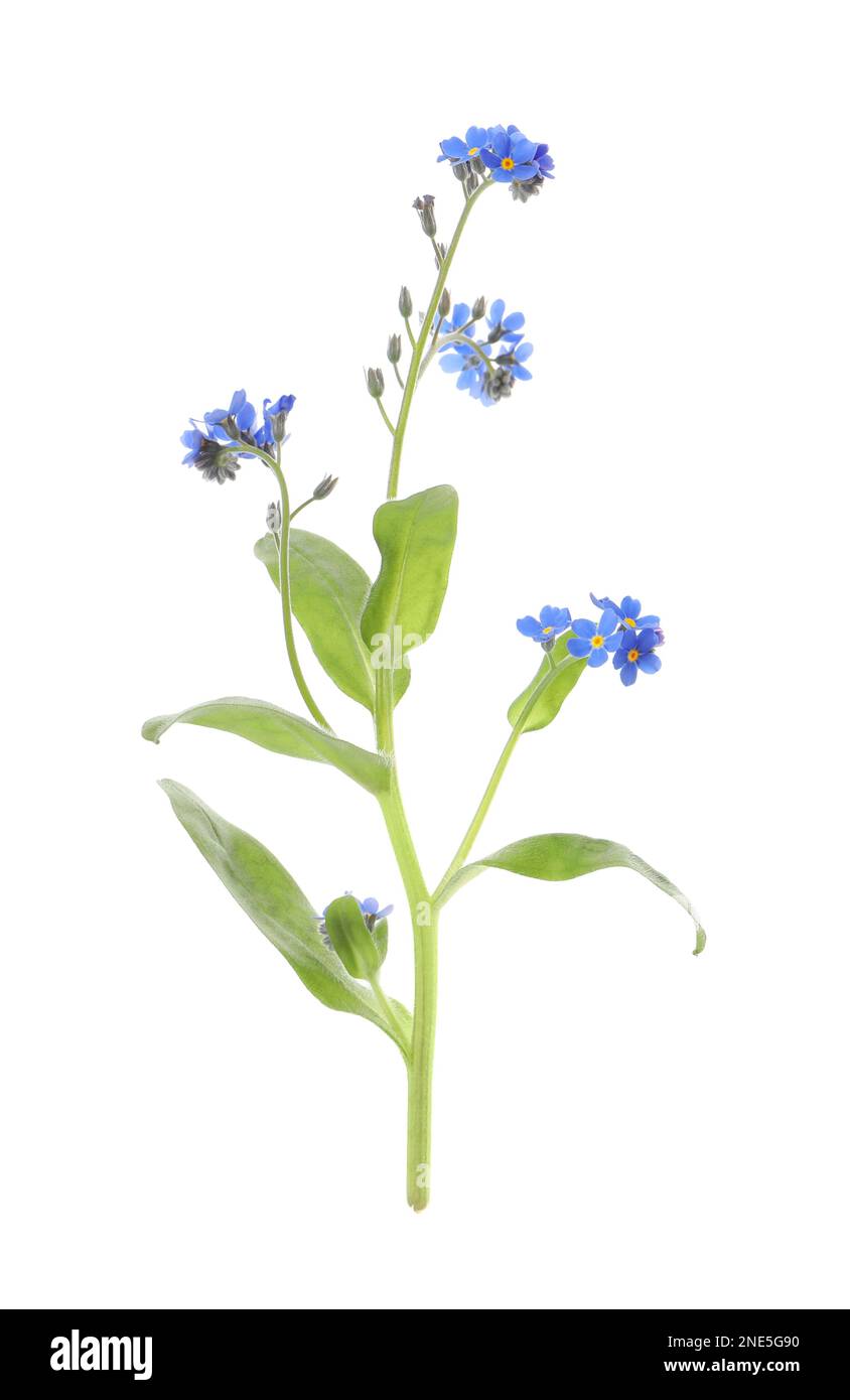 Beautiful blue Forget-me-not flowers isolated on white Stock Photo - Alamy