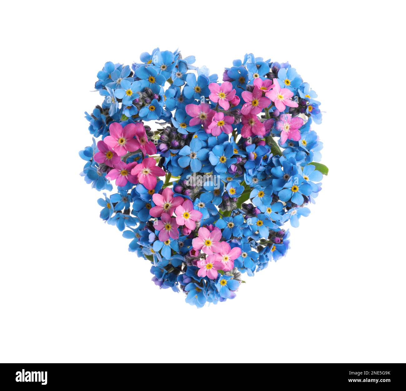 Heart made with beautiful Forget-me-not flowers isolated on white Stock ...