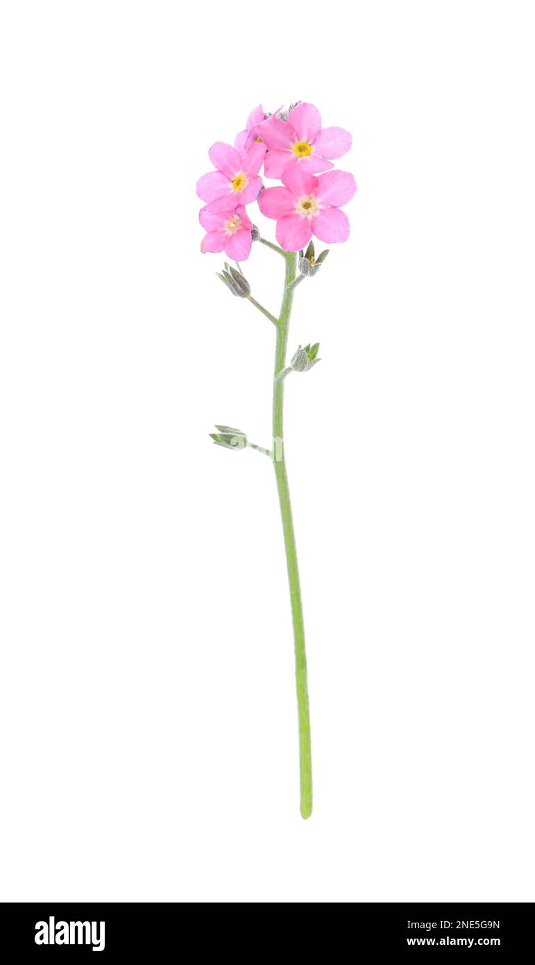 Beautiful pink Forget-me-not flowers isolated on white Stock Photo - Alamy