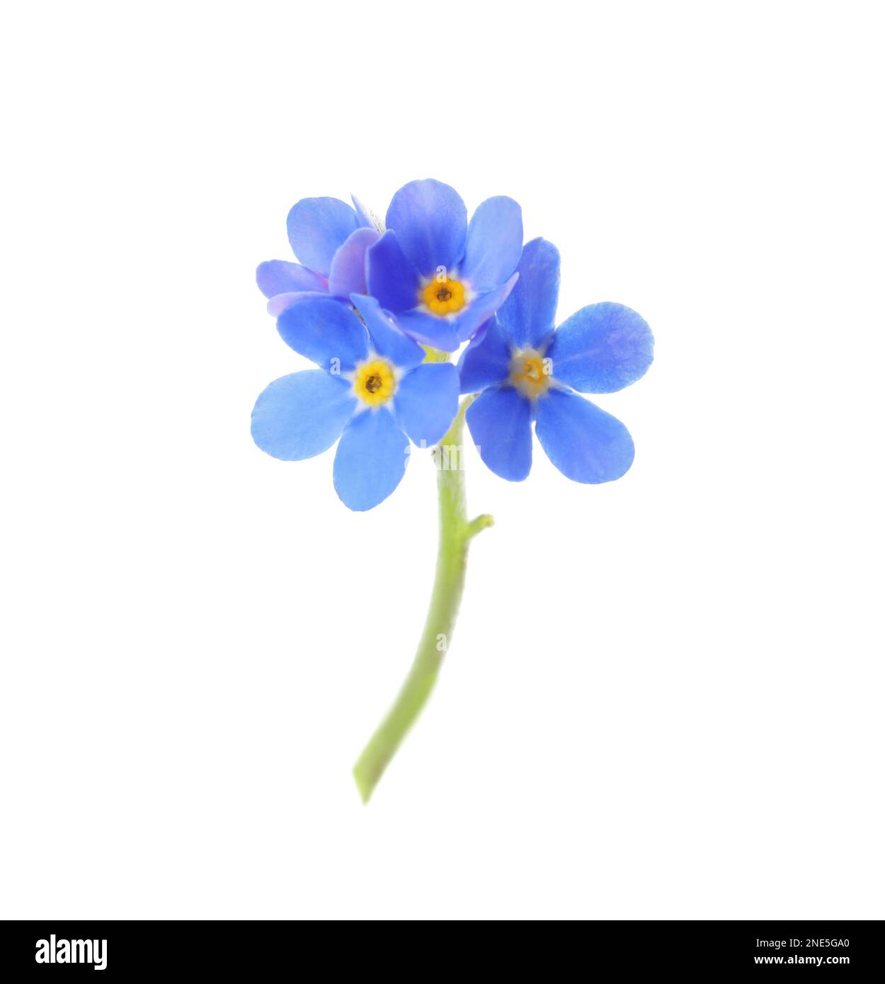 Beautiful blue Forget-me-not flowers isolated on white Stock Photo - Alamy