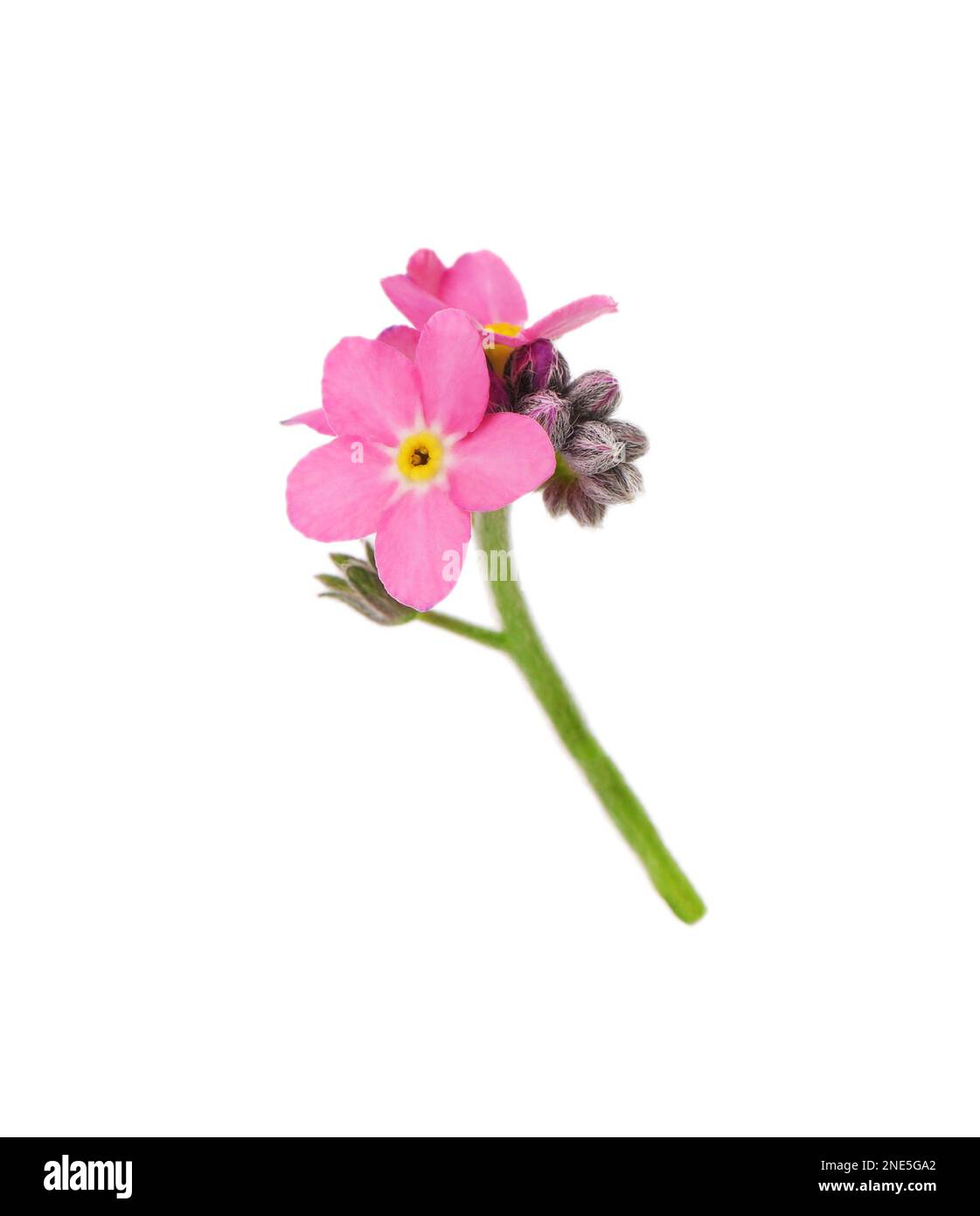 Delicate pink Forget-me-not flowers on white background Stock Photo - Alamy