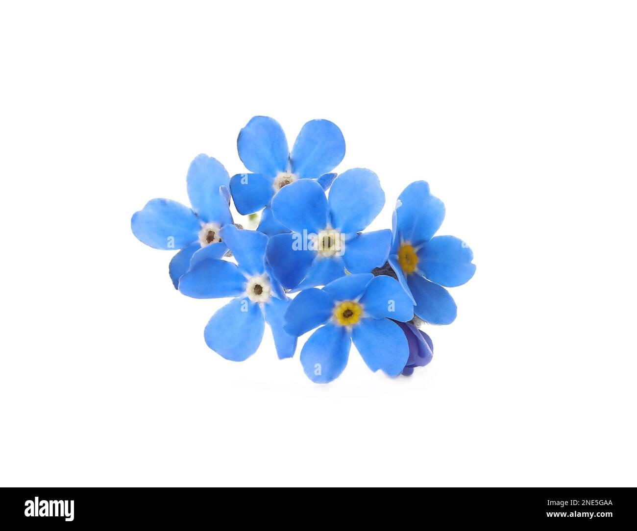 Beautiful blue Forget-me-not flowers isolated on white Stock Photo - Alamy