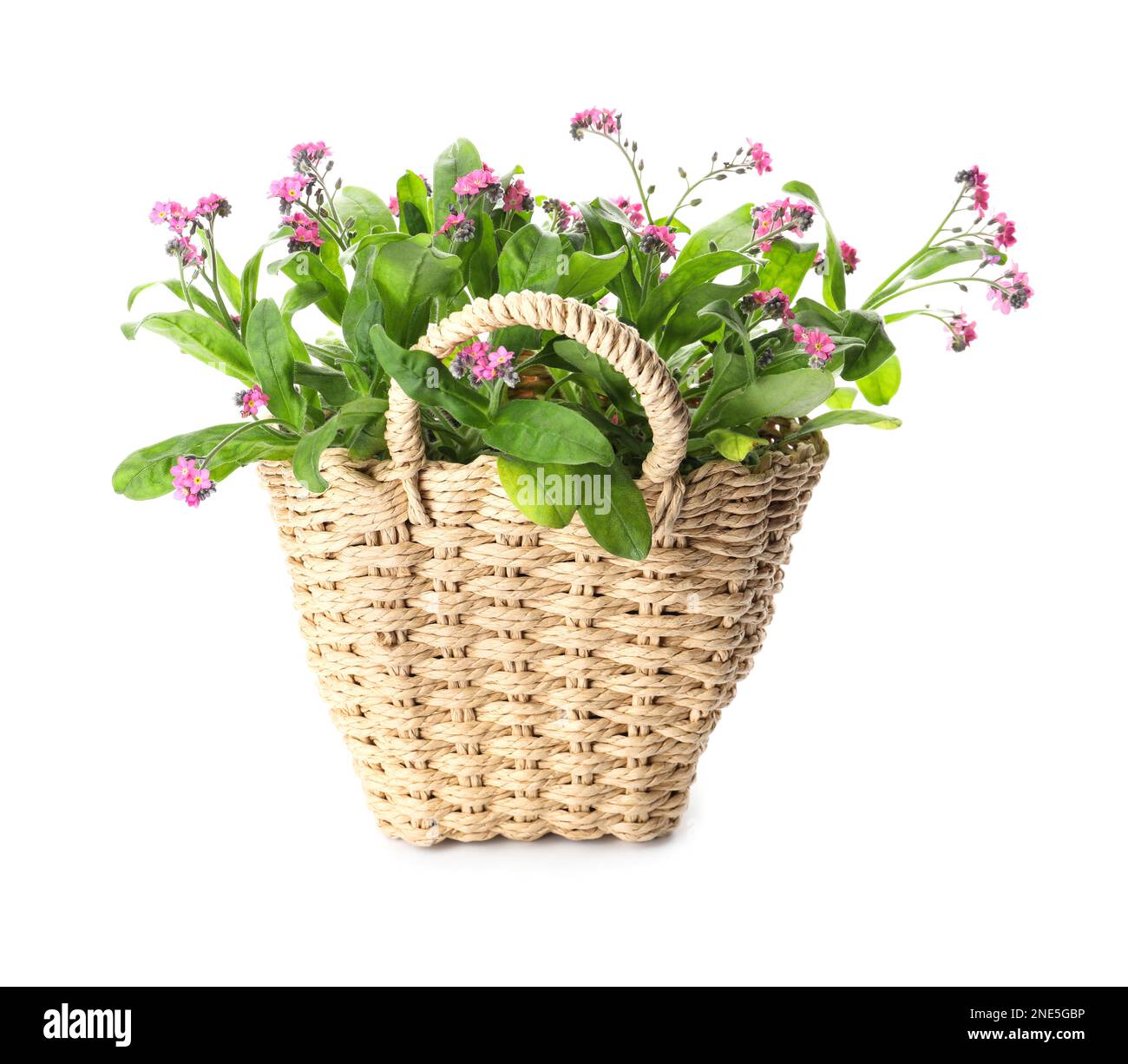 Beautiful potted Forget-me-not flowers in basket on white background ...