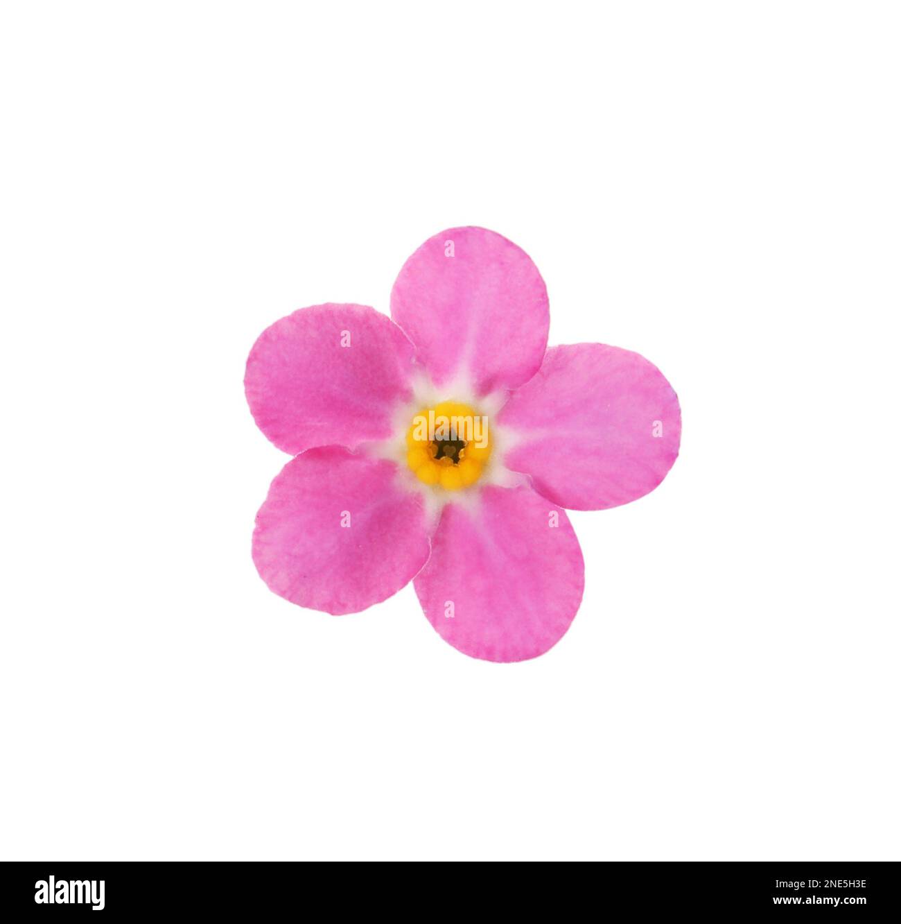 Beautiful pink Forget-me-not flower isolated on white Stock Photo - Alamy