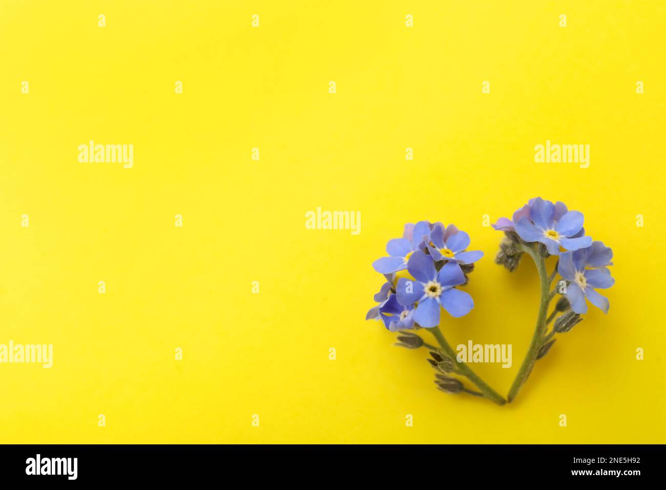 Beautiful blue forget-me-not flowers on yellow background, flat lay ...