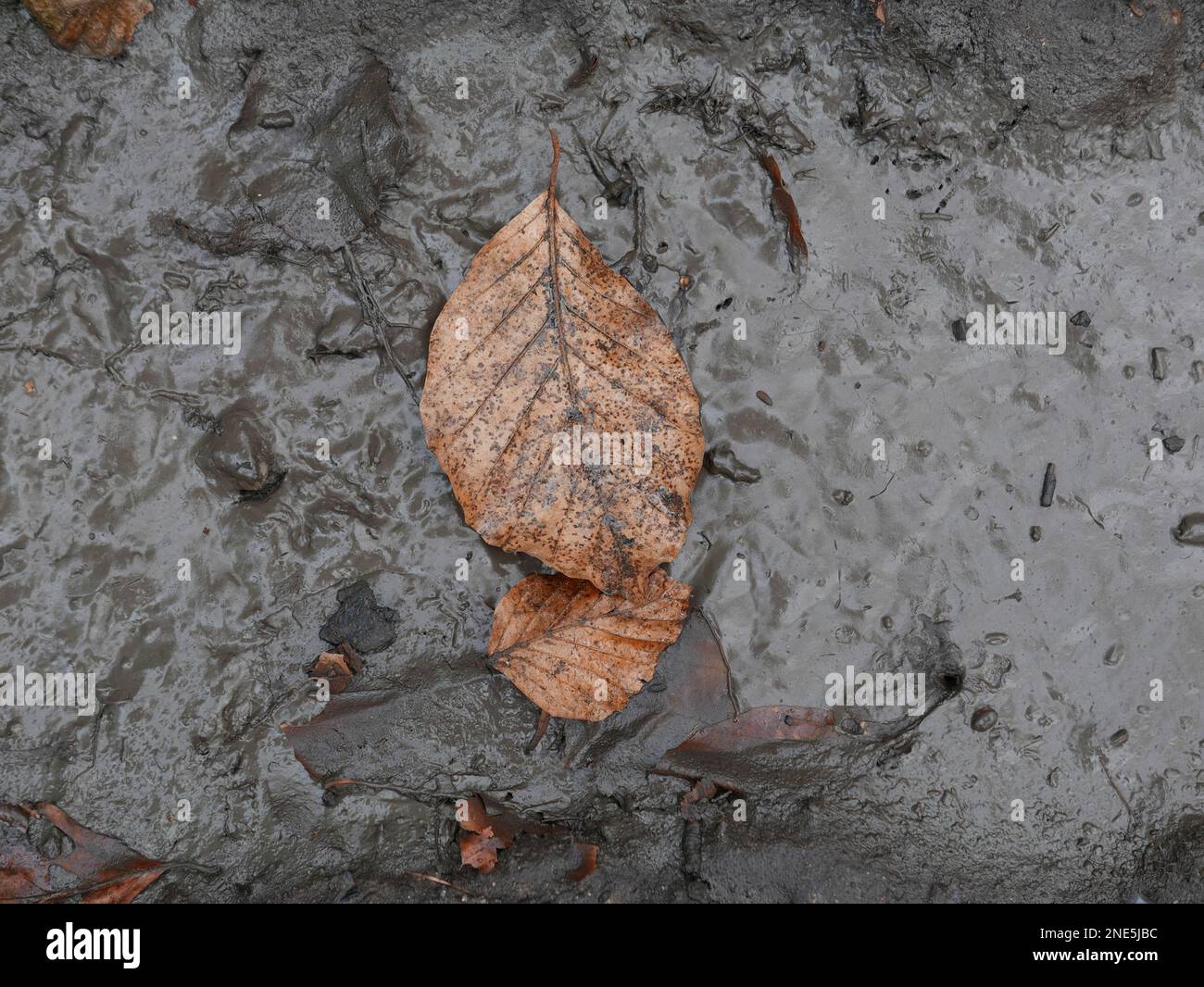 Dead leaf hi-res stock photography and images - Alamy