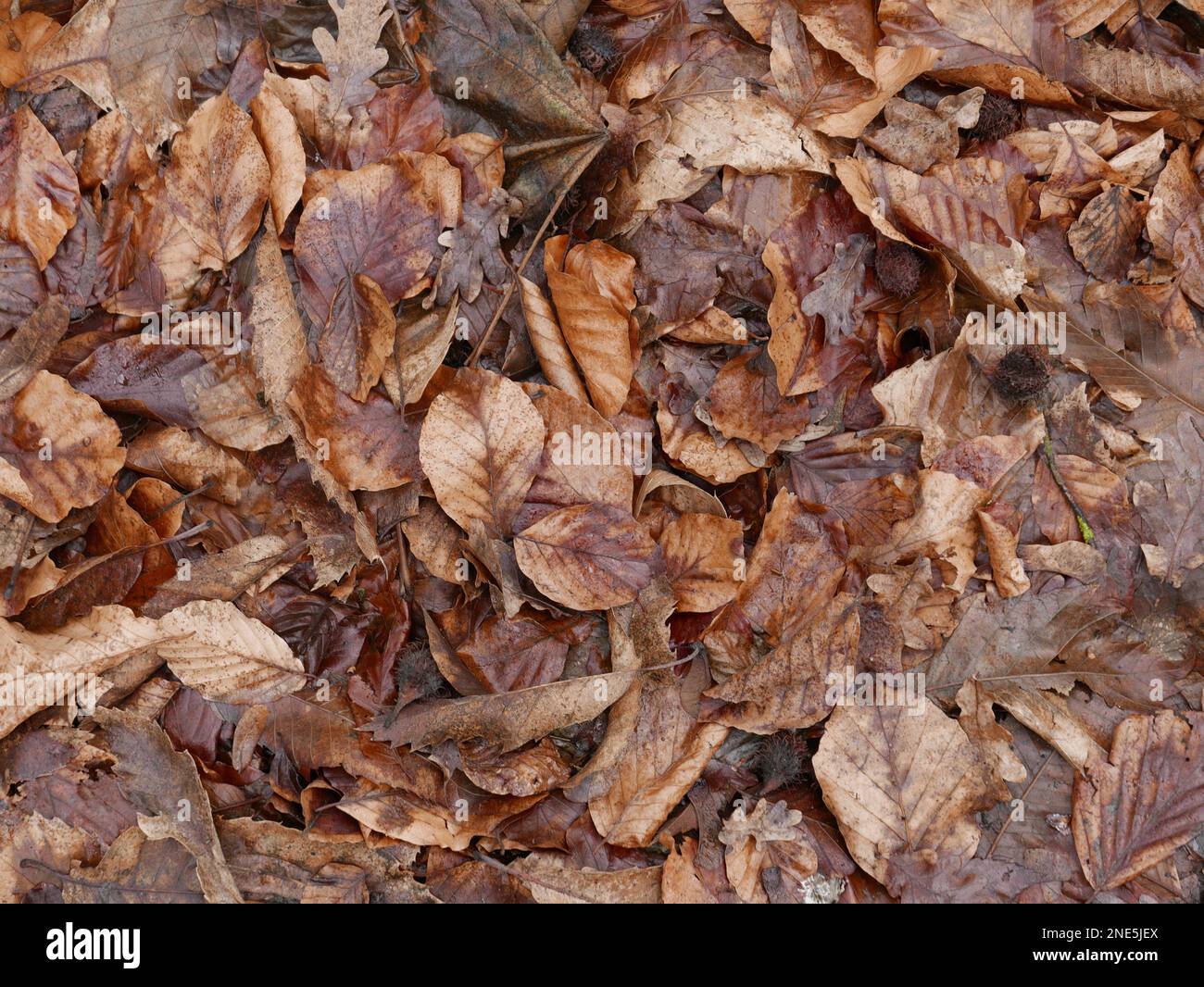 Dead brown leaves hi-res stock photography and images - Alamy