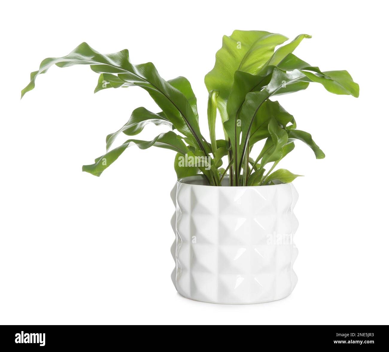 Beautiful fern in pot isolated on white Stock Photo - Alamy