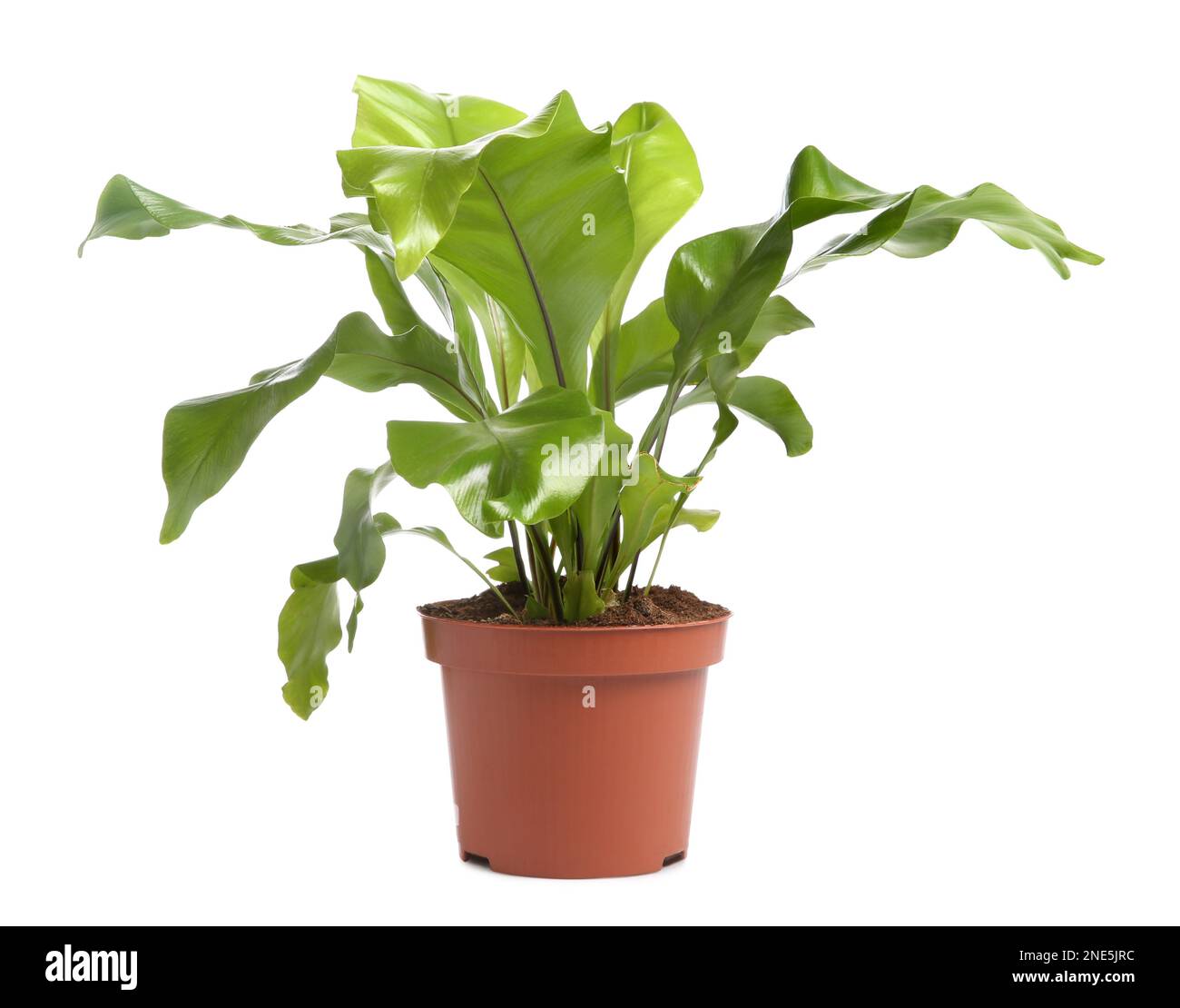 Lush fern leaves in Cut Out Stock Images & Pictures - Alamy